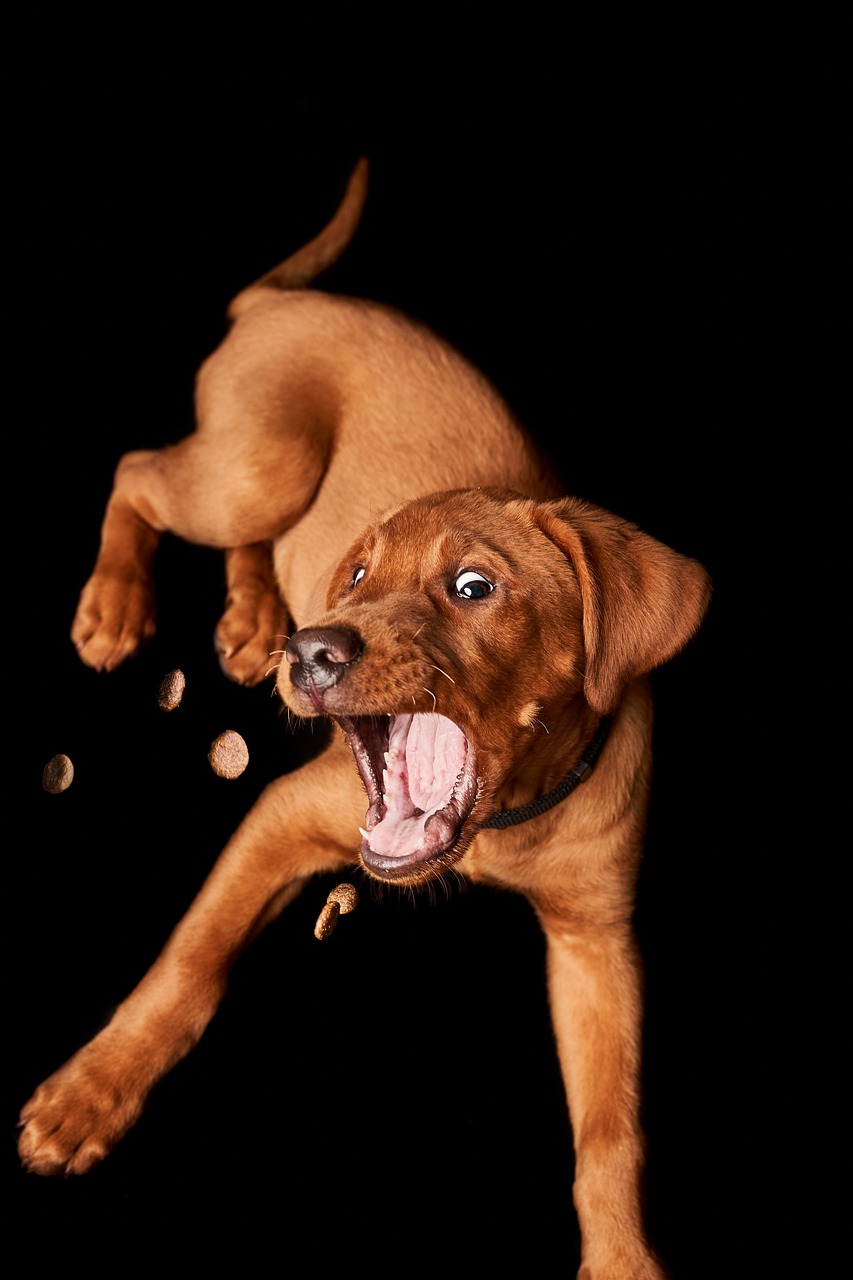 Adolescent Puppy (4-6 months) - Sit Happens Dog Training & Behavior